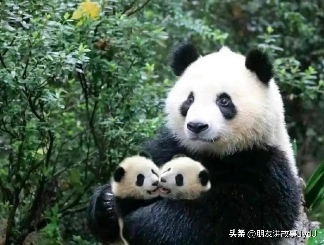 Cute giant pandas—Yu Ke and Yu Ai, a pair of twins! - iNEWS