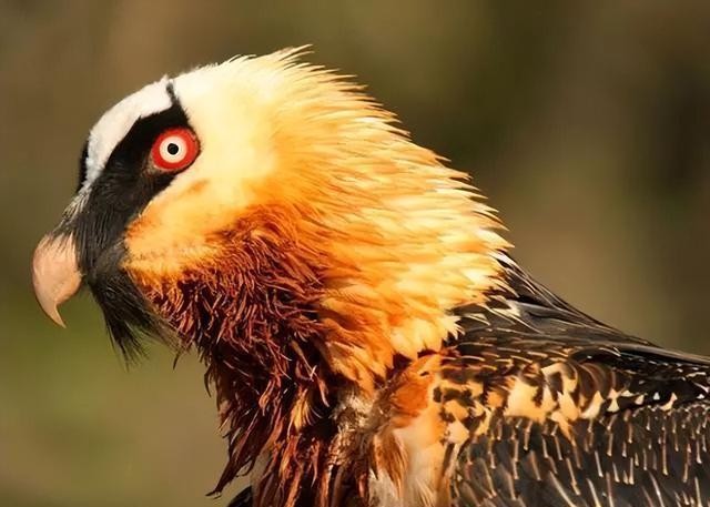 Three wild wolves in Tibet ate the chicks of a bearded vulture, and the ...