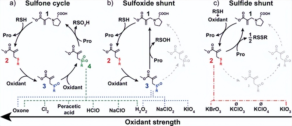 Redox-controlled shunting in synthetic chemical reaction cycles - iNEWS