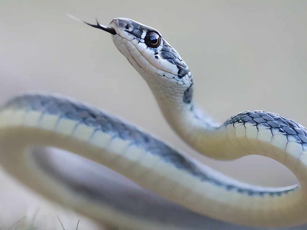 Snake natural enemy snake vulture!Eating snakes is like eating spicy ...