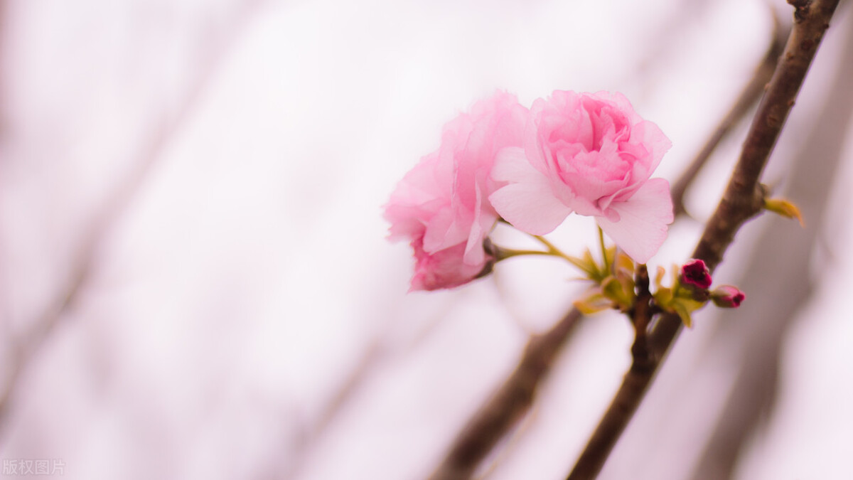 Historical allusion of jade body horizontal display - iMedia