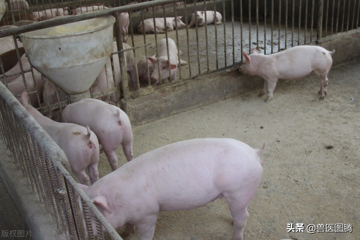 What causes constipation in pigs?Are pigs not eating food related to ...