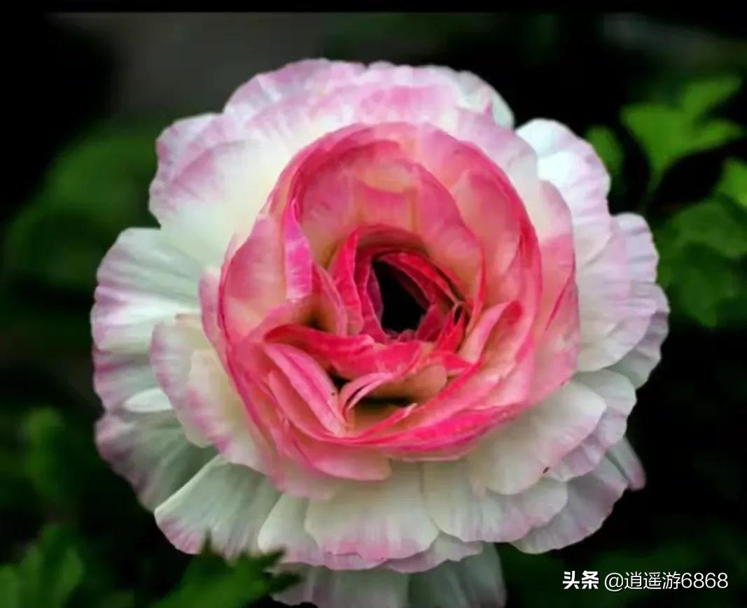 Colorful ranunculus, delicate and charming, noble and elegant, very ...