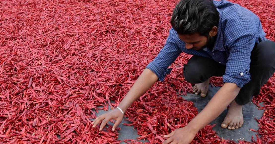 Chili peppers that can kill an elephant? It is inedible to humans and can only be used in the ...