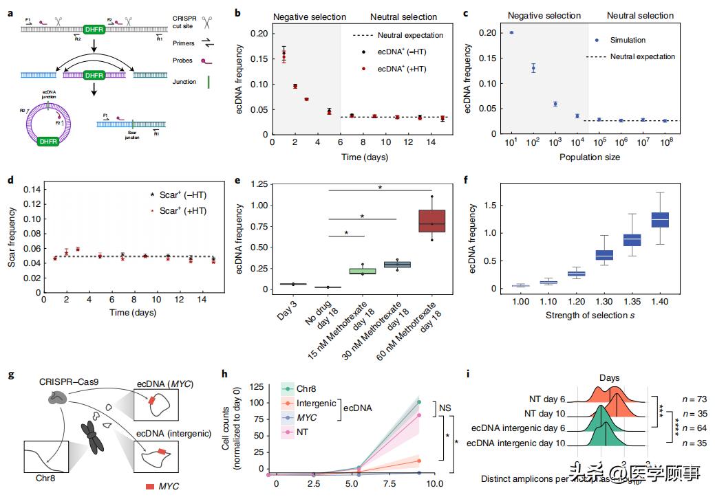 Evolutionary dynamics of extrachromosomal DNA in human cancer - iNEWS