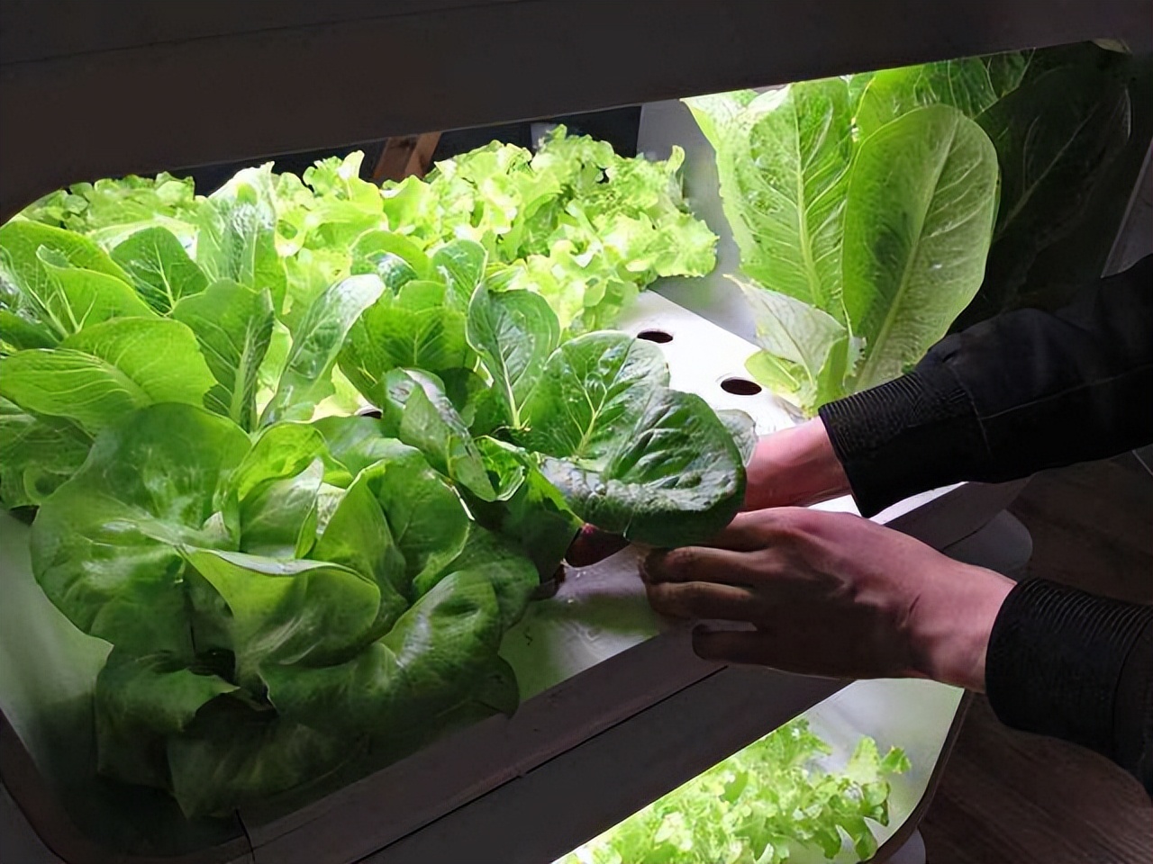 Growing vegetables in space is far more important than returning to the ...