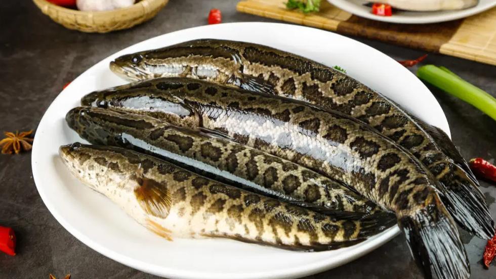 This fish is a "little bully" in fresh water. The meat is tender and ...