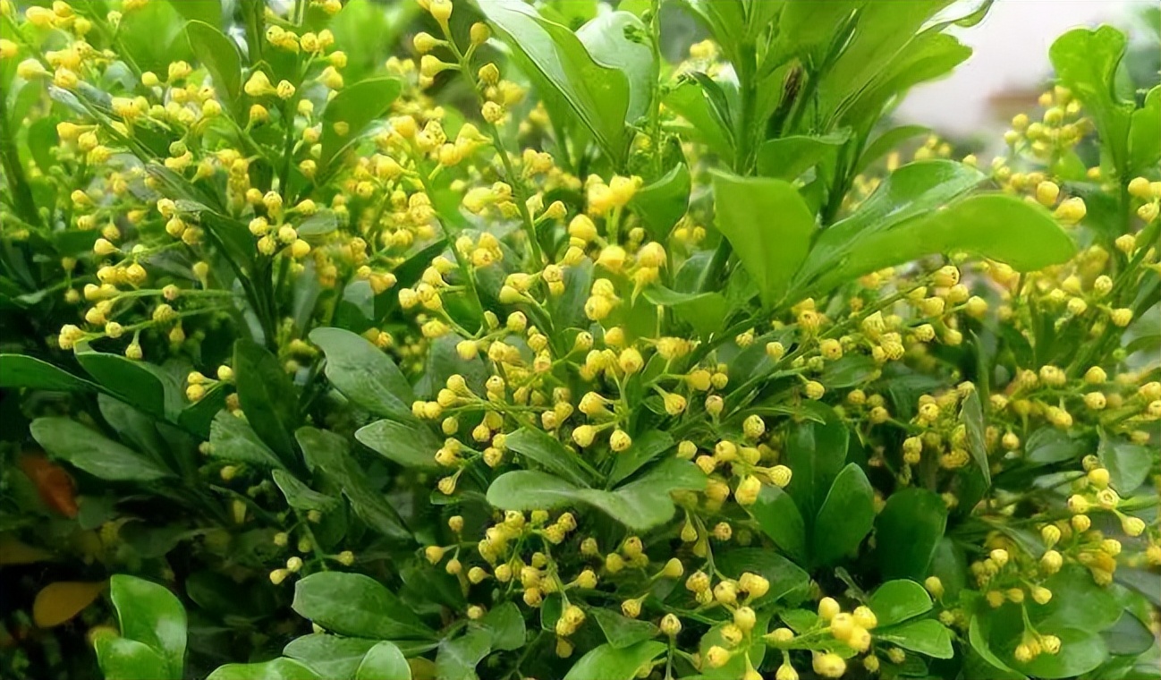 橢圓葉米仔蘭化學成分和抗菌作用的研究 - 頭條匯