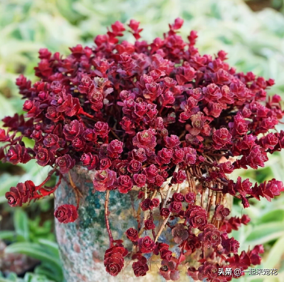 The popular small ball rose, teach you a few tips to quickly grow a ...