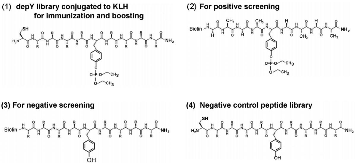 Rabbit single B cell-protein modified antibody development service - iNEWS