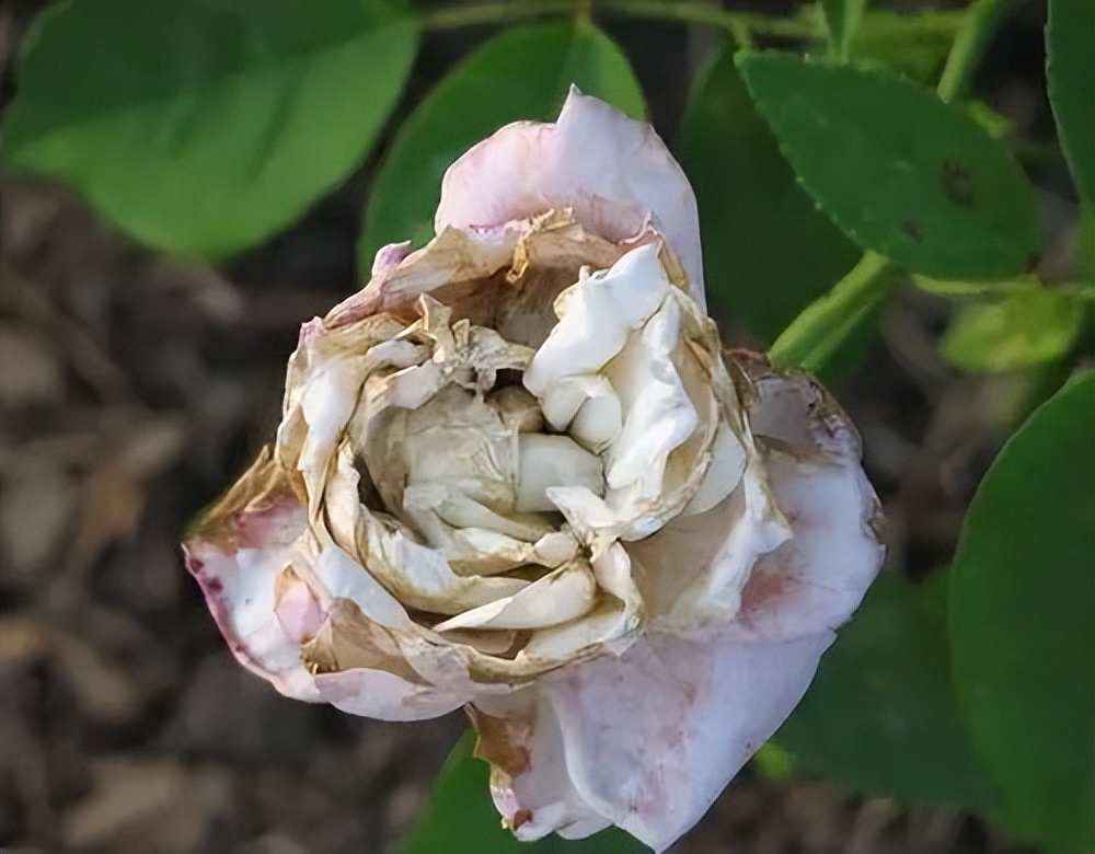 In early spring, rose flowers have long buds, and they are most afraid ...