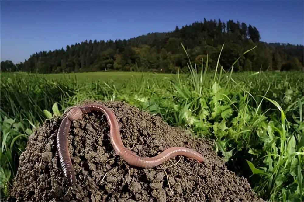 Dish bar: small earthworm, big "drill" home - iNEWS