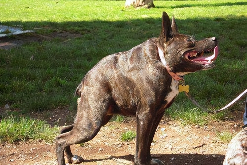 Why is it not recommended to have a Quasimodo dog?I'm sick, I can't ...