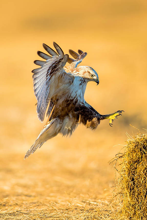 Xinjiang Giant Buzzard, a beautiful angel, loves to eat Japanese pit ...
