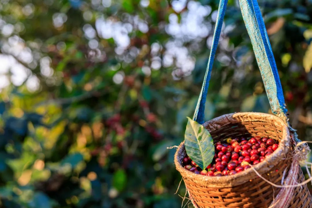 A cup of coffee, the comma of life - iNEWS