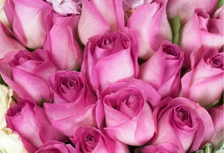 99 Roses Candy Snow Mountain Rose - iNEWS