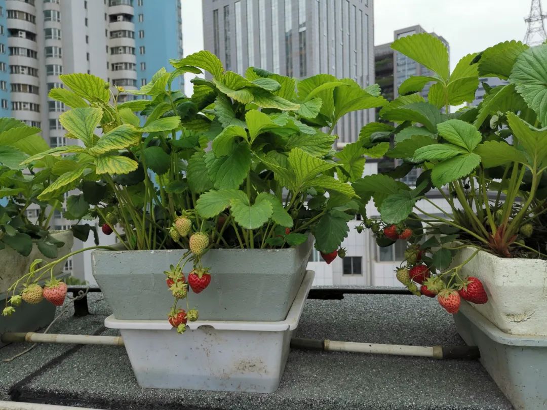 Talk about the disadvantages of the second box - iNEWS