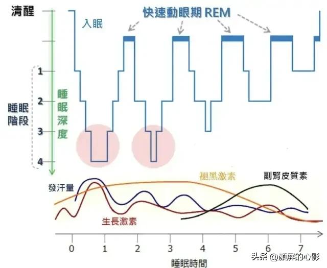 About 8 Hours of Sleep and the 4 Stages of Sleep Cycle - Chapter 3 90 ...
