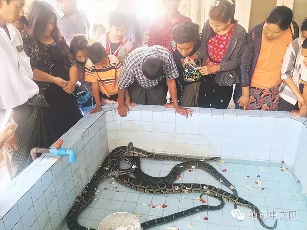 The "Snake Buddha" enshrined in a temple in Myanmar is actually a ...