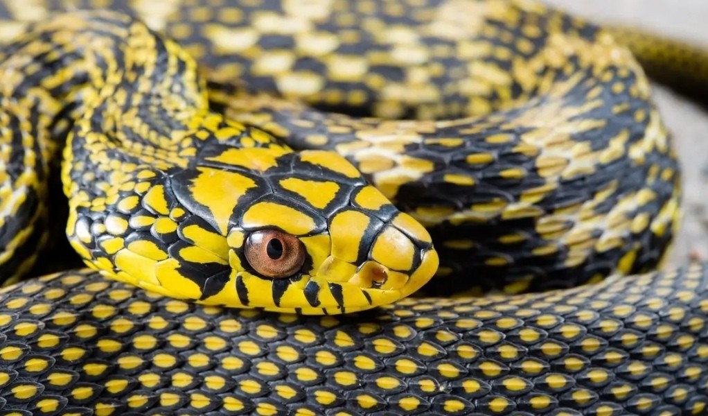 Are the non-venomous and low-venomous snakes living in China ...