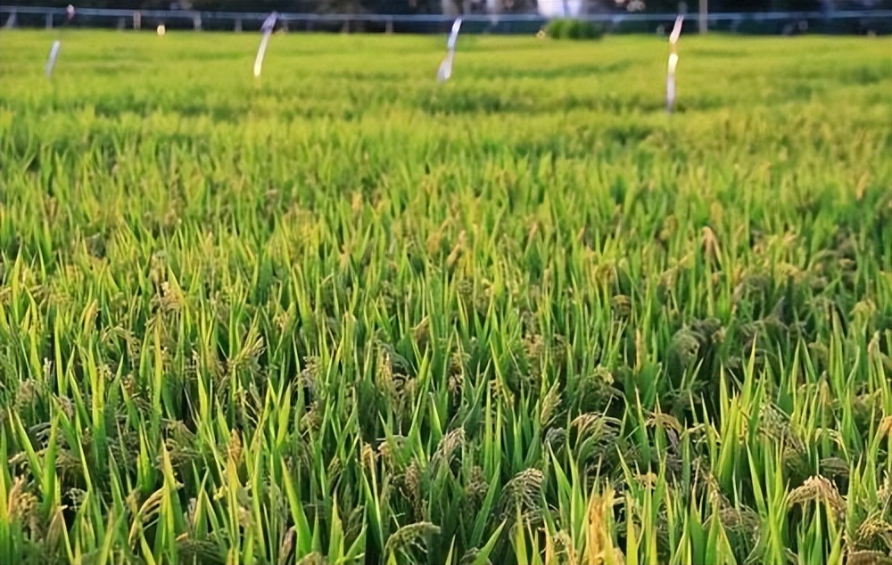 Comparative analysis of rice crop biotic stress classification based on pre-trained deep neural ...