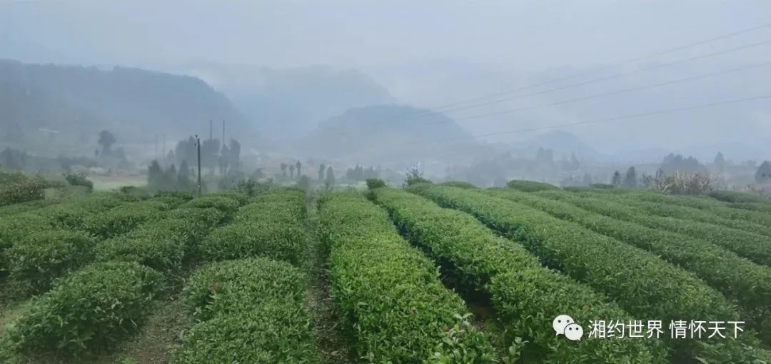 Beautiful, my second hometown, Dalinxiang (Yunxi)!/*/Savvy and capable ...