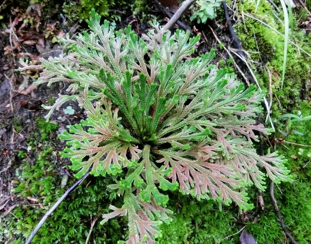 It is the "Nine Dead Resurrection Grass". It is short but not simple ...