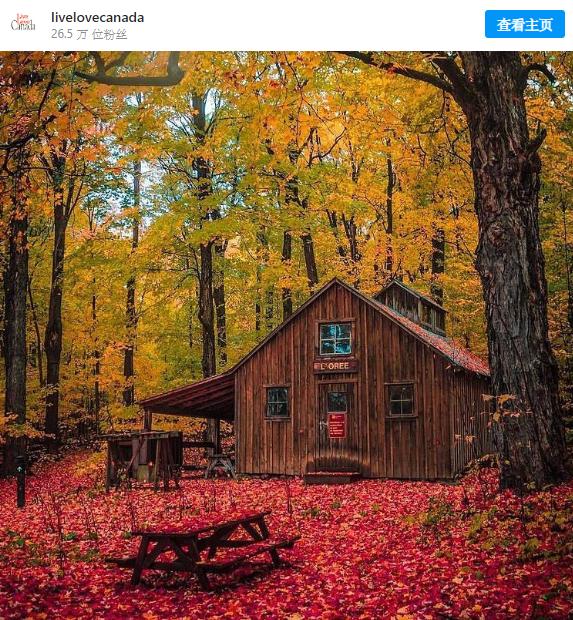 Maple leaves are red!Don't miss 15 maple viewing spots near Mengcheng, as well as the Internet ...