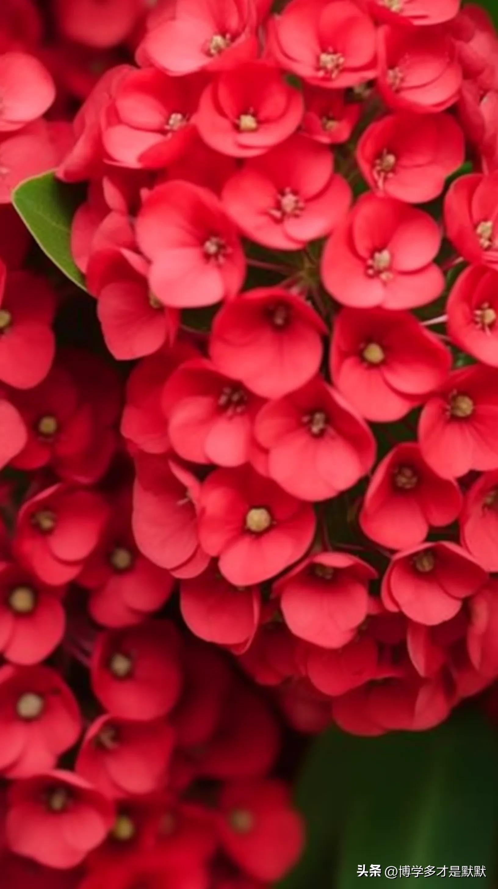 Enthusiasm blooms, a colorful sea of small red flowers - iNEWS