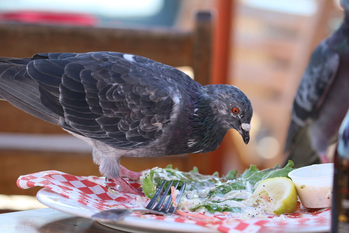 What do young pigeons eat to grow fast and big - iNEWS