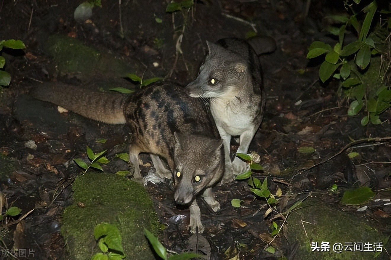 The longest mating time of animals on earth, up to 8 hours - iNEWS