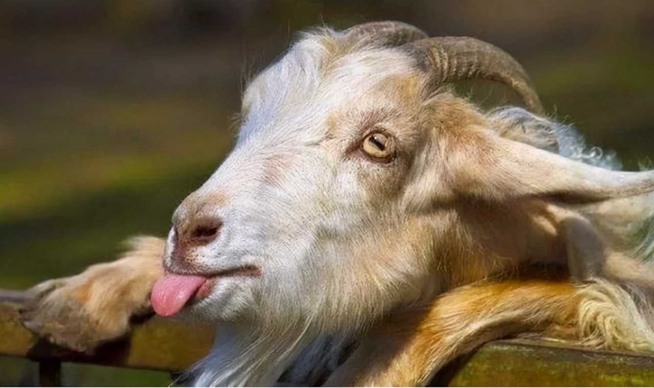 Ancient Torture: Execution with the tongue of a goat, the process is ...