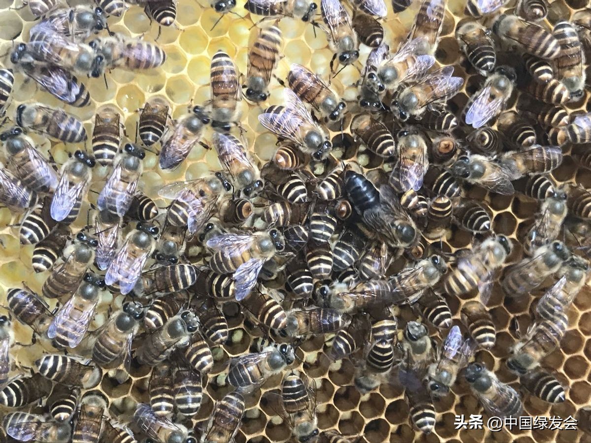 Zhou Jinfeng: The value of Chinese bees to human natural habitats - iNEWS