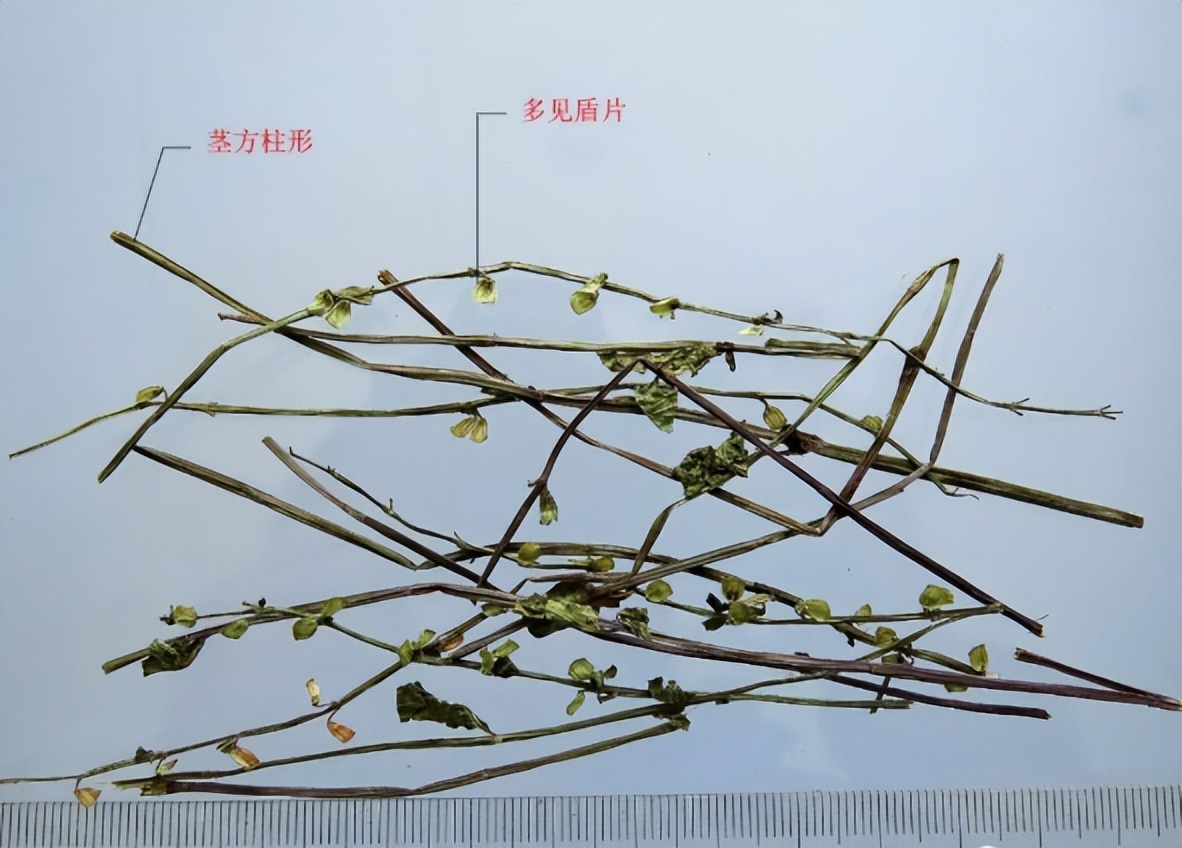 Take you to identify Scutellaria barbata - iNEWS