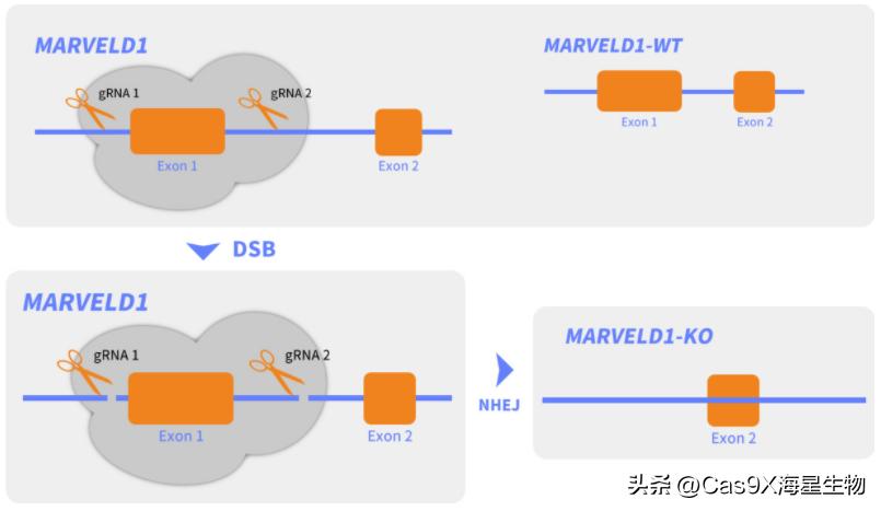 CRISPR/Cas9 Gene Knockout Technology - iNEWS