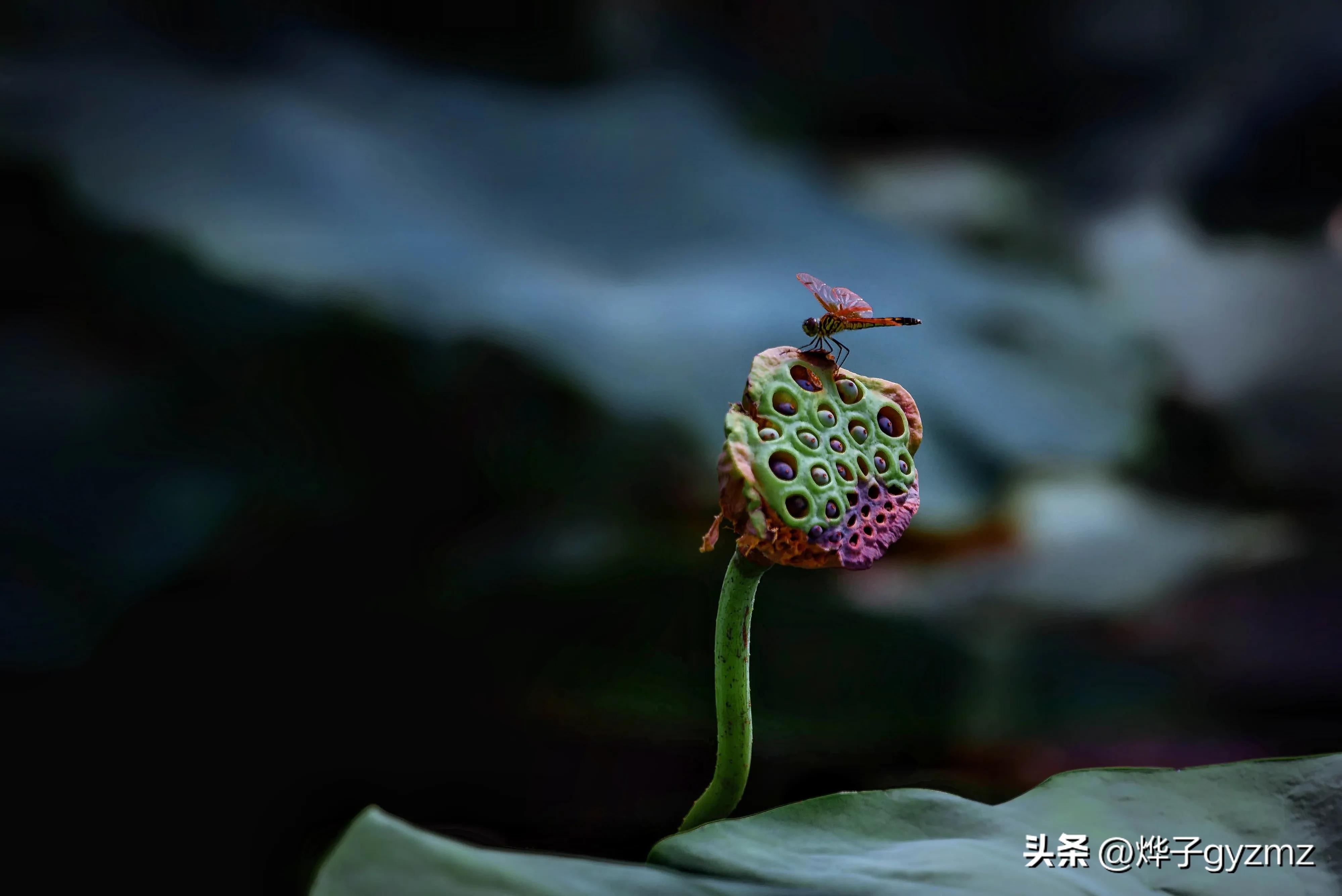 I shoot flowers like this (Lotus-residual lotus) - iNEWS