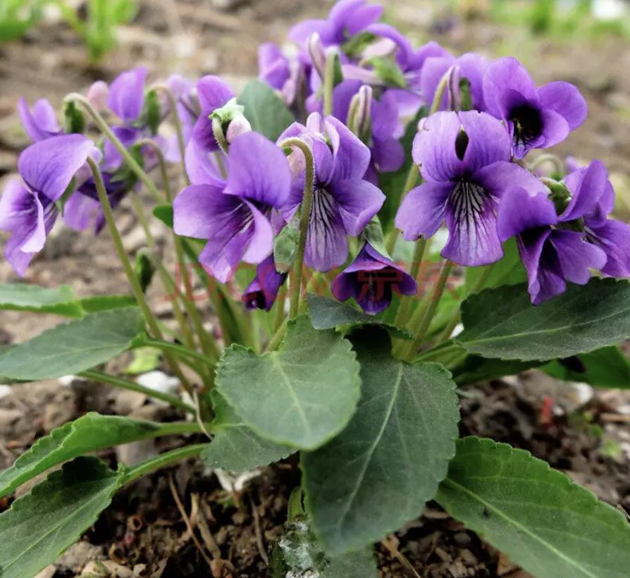 1 species of weed is called "Diwen", which is more precious than the ...