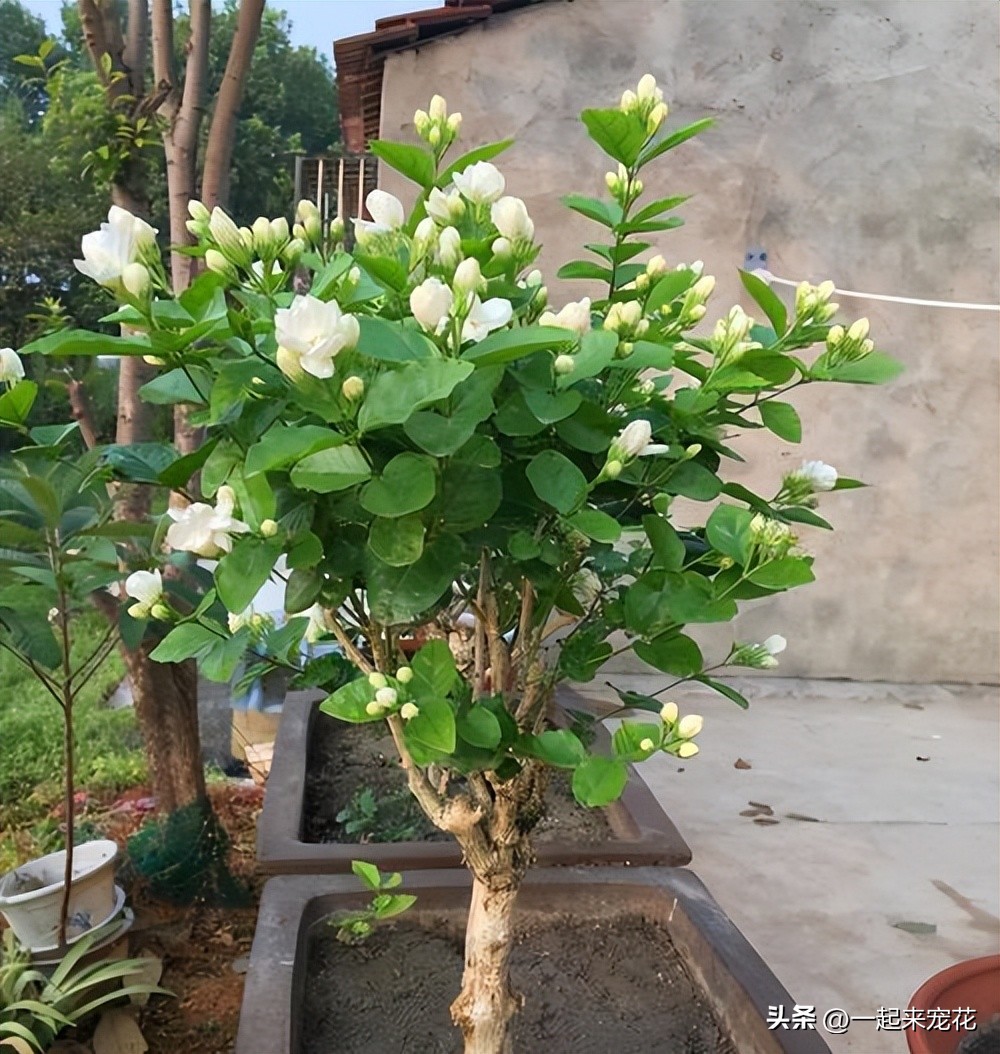 Raising jasmine flowers in autumn - iNEWS