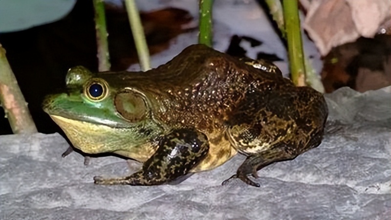 Five celebrities who ruled the world of frogs because of their size - iNEWS