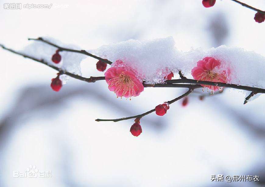 Xingtai Plum Blossom Boxing: Three virtues invite teachers to go to ...