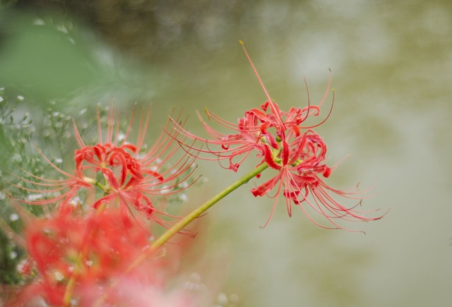 The Second Stop After Death: Huangquan Road, Death and Reincarnation ...