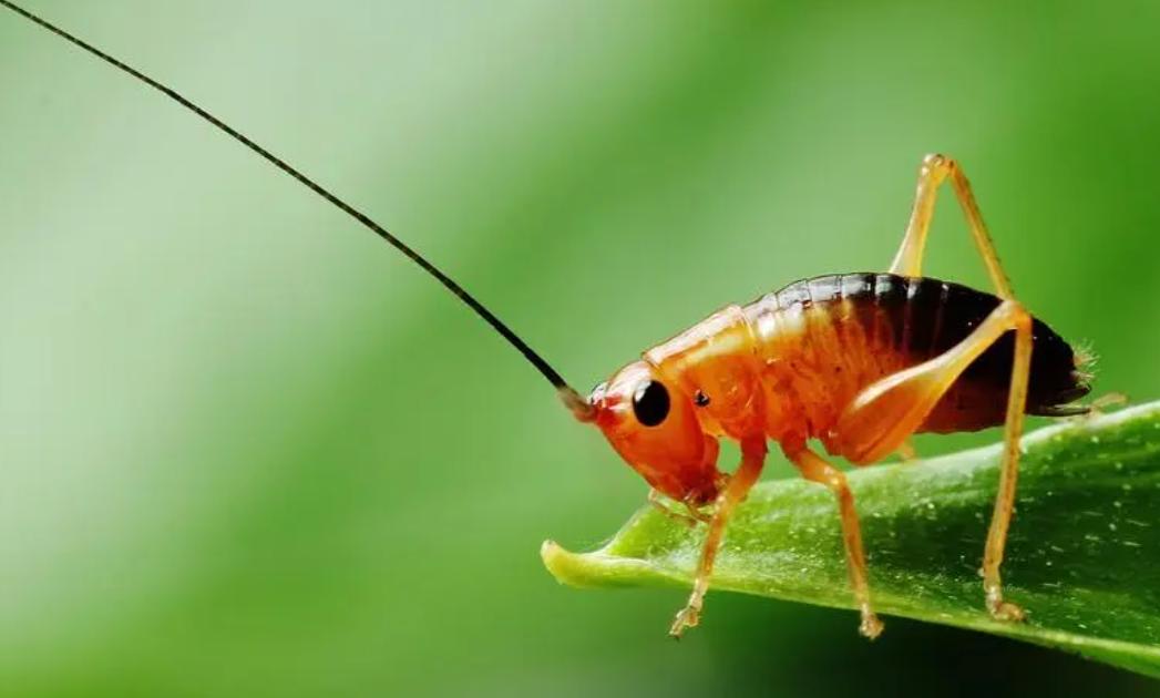 Insects live anywhere from a few hours to 40 years, see how they do it ...