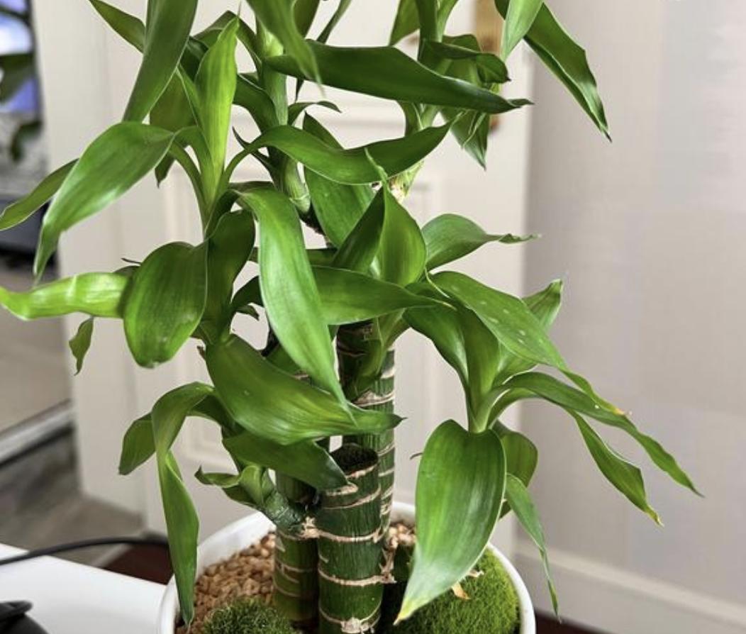 "There are 5 bamboos in a family, a life of wealth and honor", raising ...