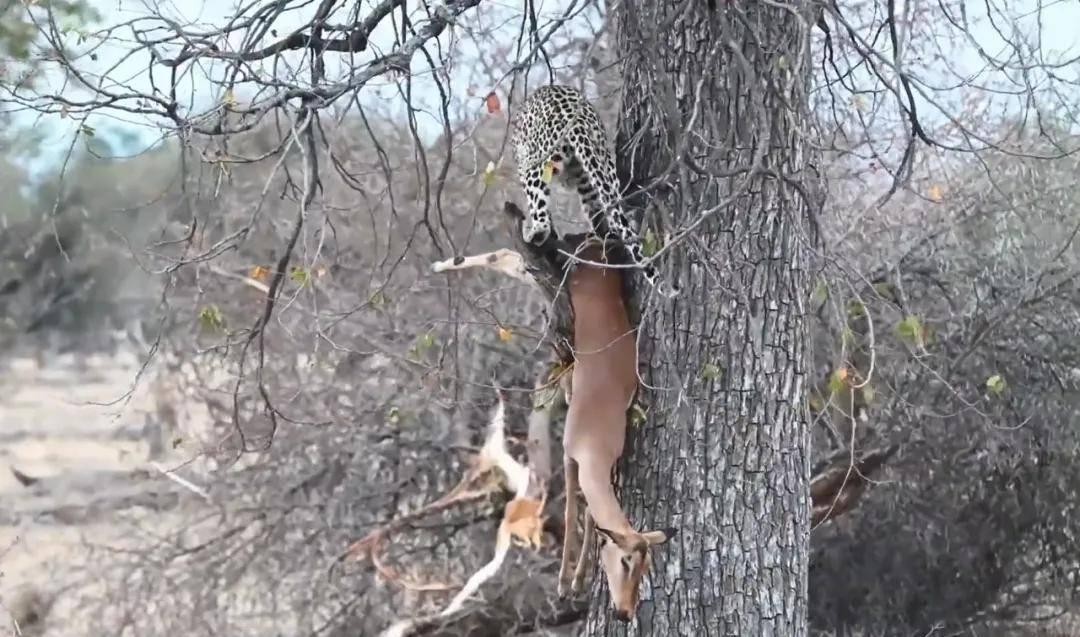 A 2-year-old leopard holds a large black impala in its mouth and grabs a branch with its front ...