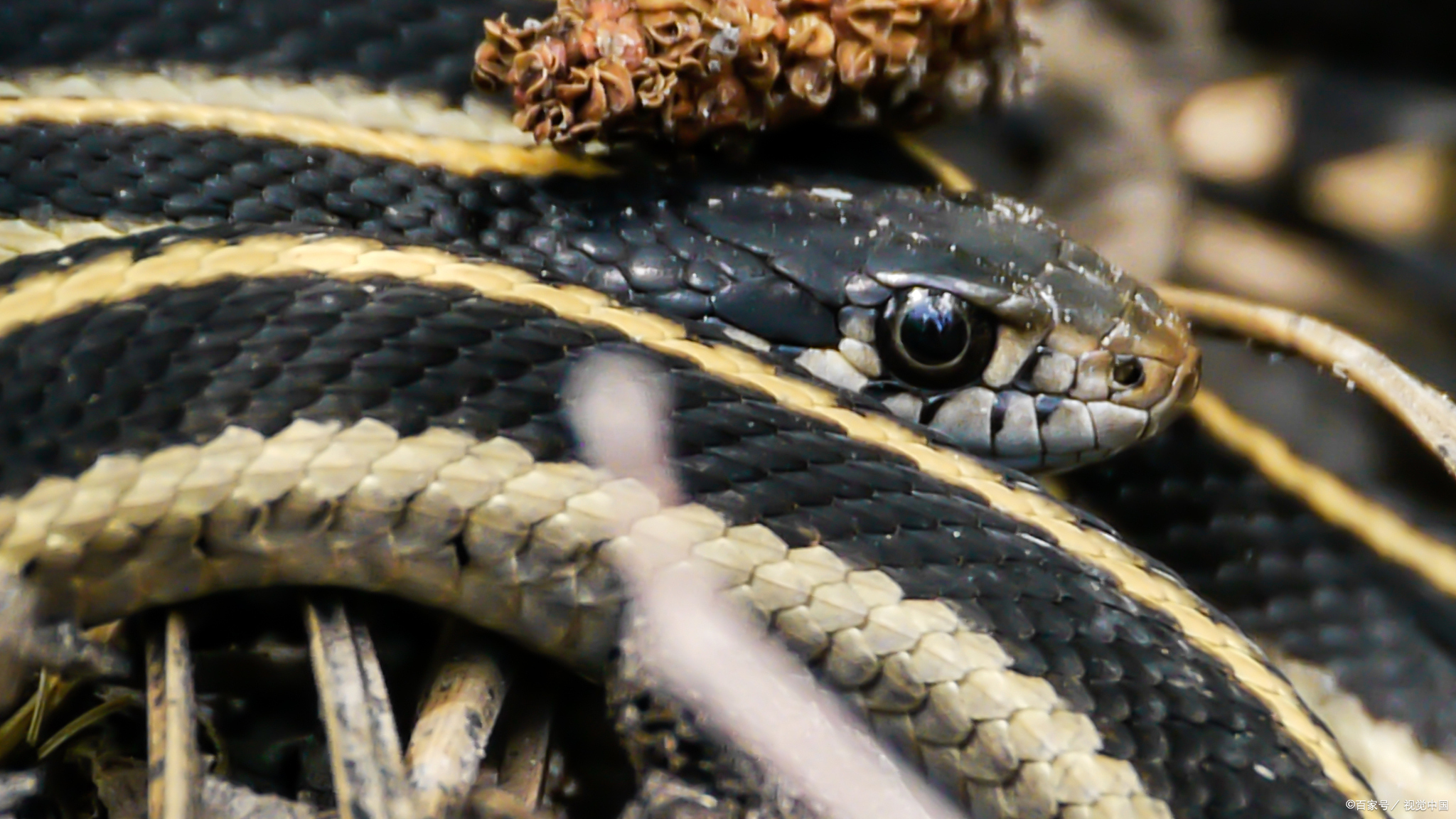 Is the triangle head a venomous snake? - iMedia
