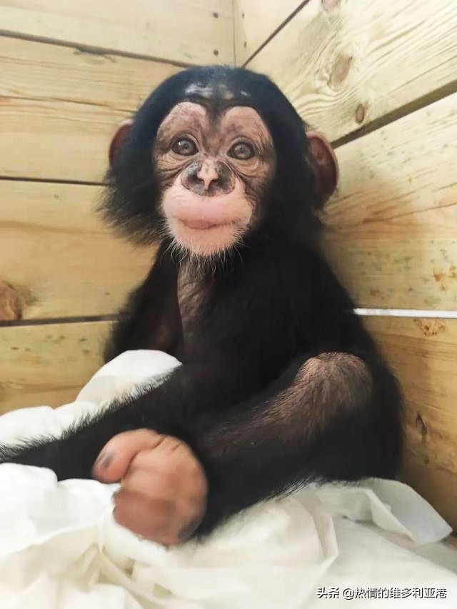 The closest primate to humans, the chimpanzee on the African continent ...