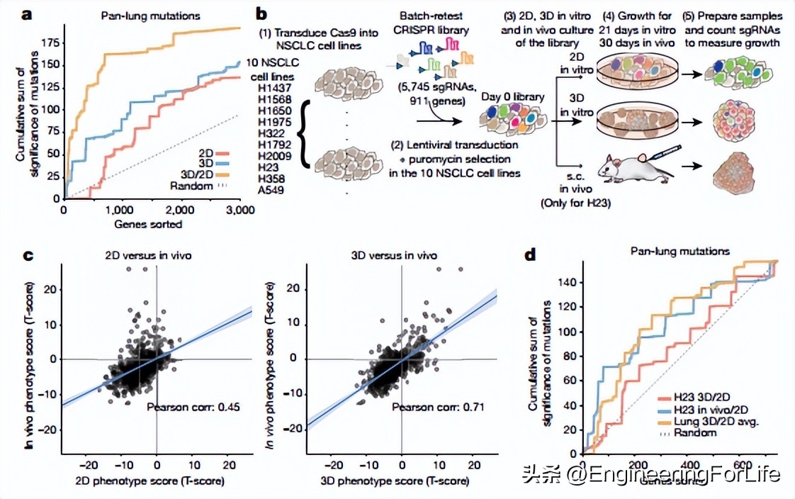 Scalable 3D cancer spheroid models for genome-wide CRISPR screens! - iMedia