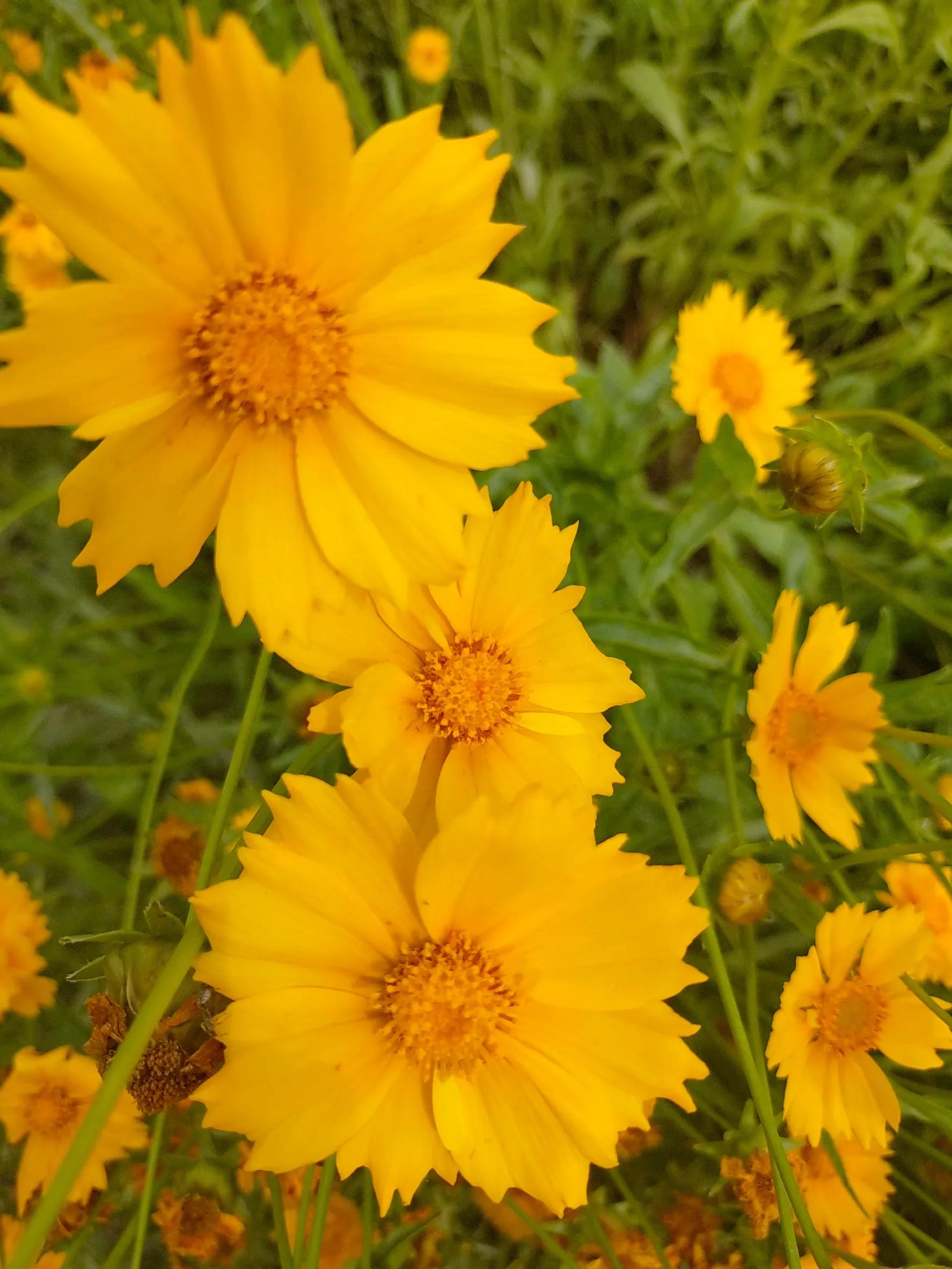 Coreopsis, blooming towards the sun, a sense of independence of the ...