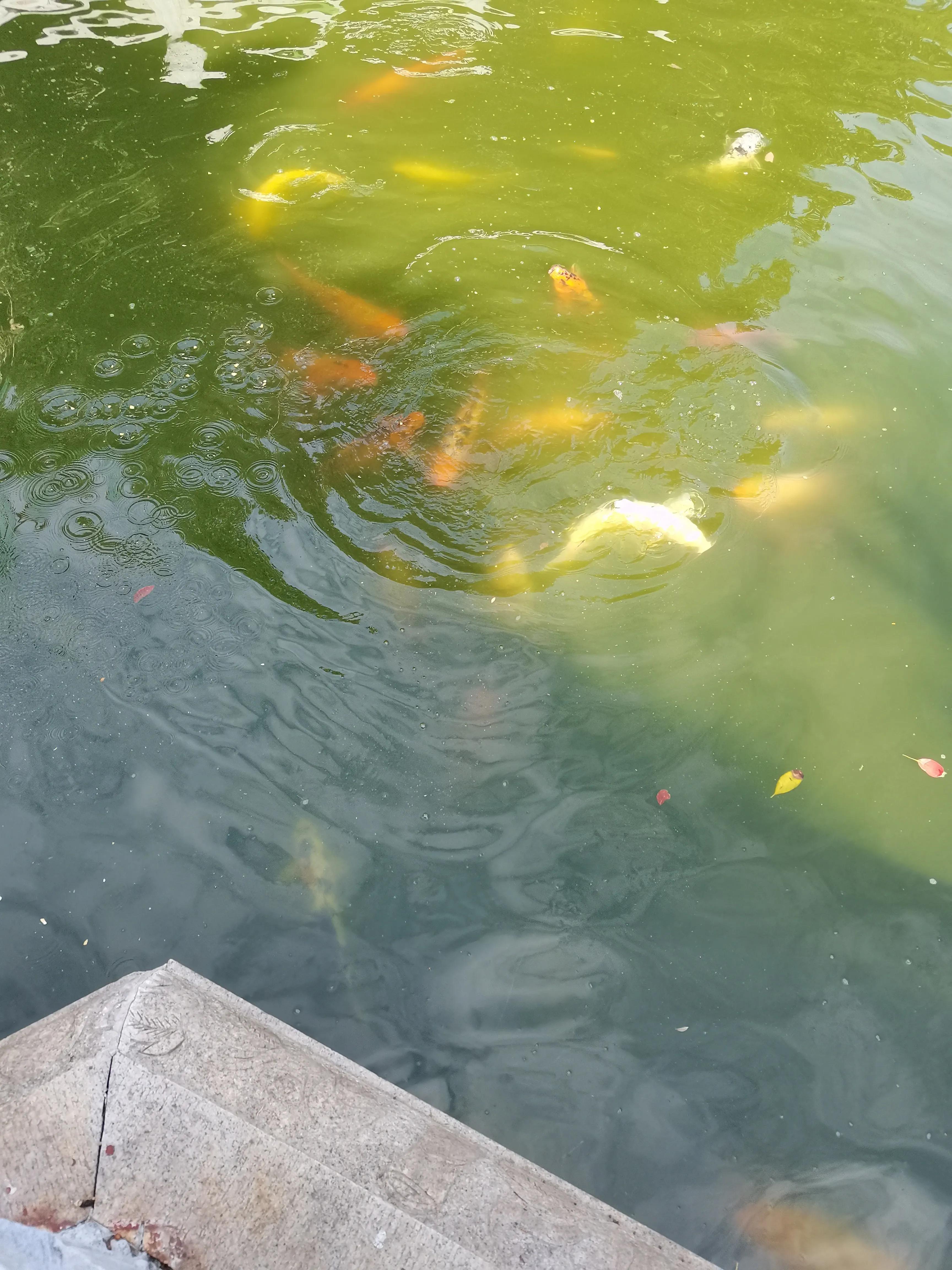 Fisherman's Pride Koi (Yan Shu Body) - iNEWS