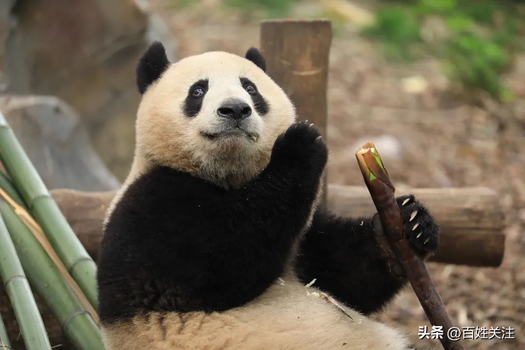 Giant pandas are finally coming to Hangzhou! identity has been exposed ...